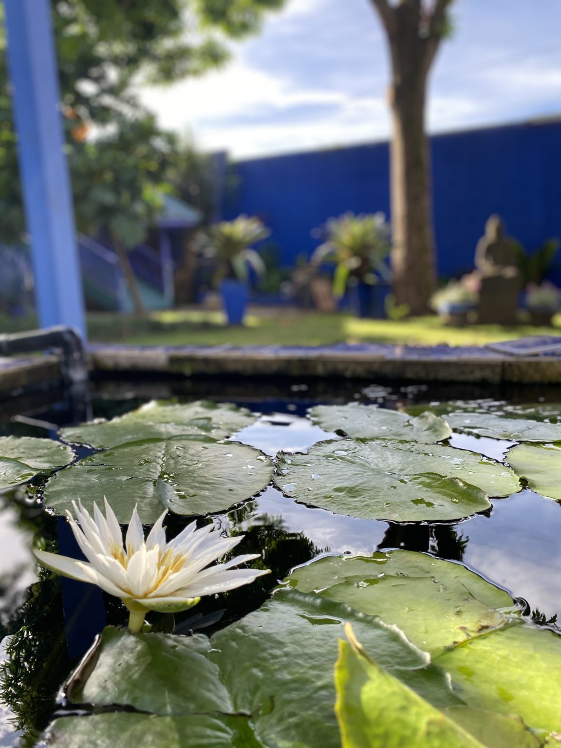About – Lotus Garden